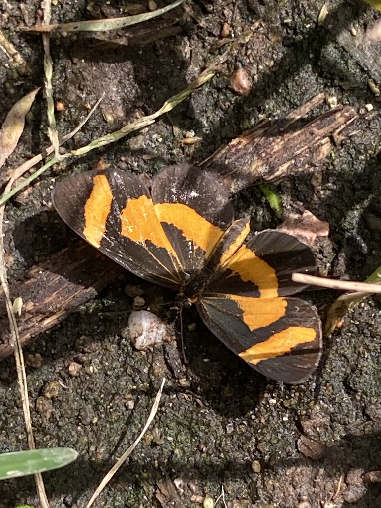 Elf Butterfly from Zamorano, San Antonio De Oriente, Francisco Morazán ...