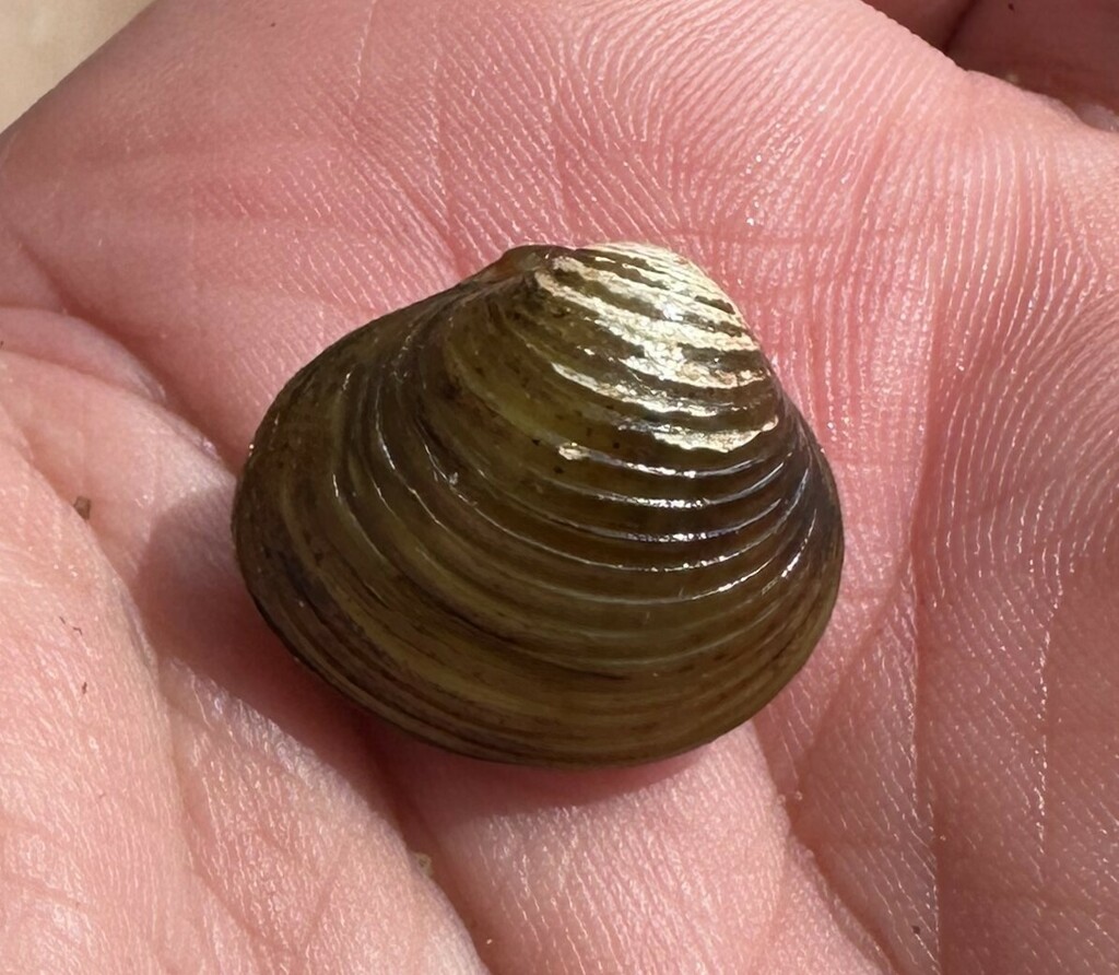 Asian Clam from Paint Rock River, near Fowler Cove, Jackson County, AL ...