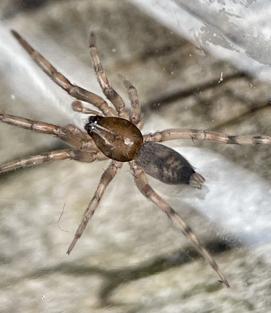 Intruda signata in October 2023 by suecee. In a bed. · iNaturalist