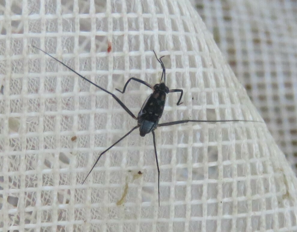 Trepobates subnitidus from Tunnel Mill Dam, Winfield, KS 67156, USA on ...