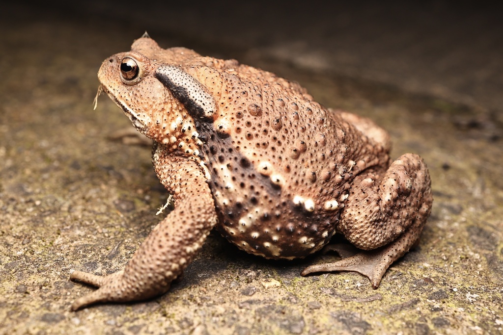 Asiatic Toad from 中坡山森林公园, 宁波市, 浙江省, CN on October 15, 2023 at 12:35 AM ...