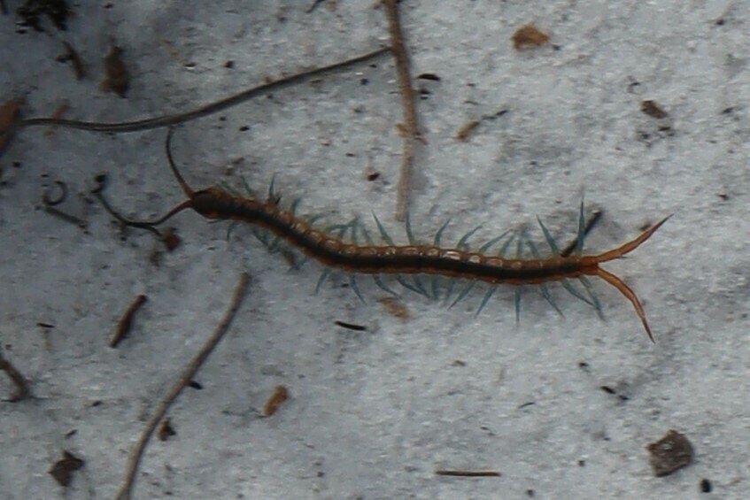 Florida Blue Centipede from Polk County, FL, USA on October 10, 2023 at ...