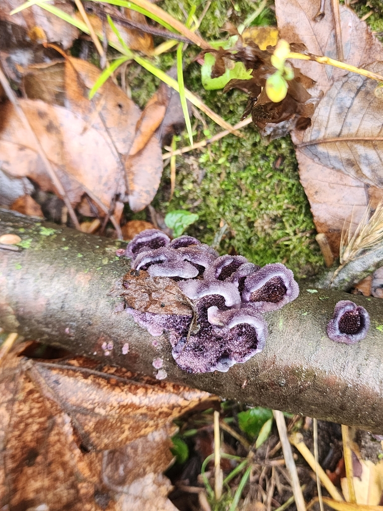 Trichaptum subchartaceum from Liberty Township, IN, USA on October 14 ...