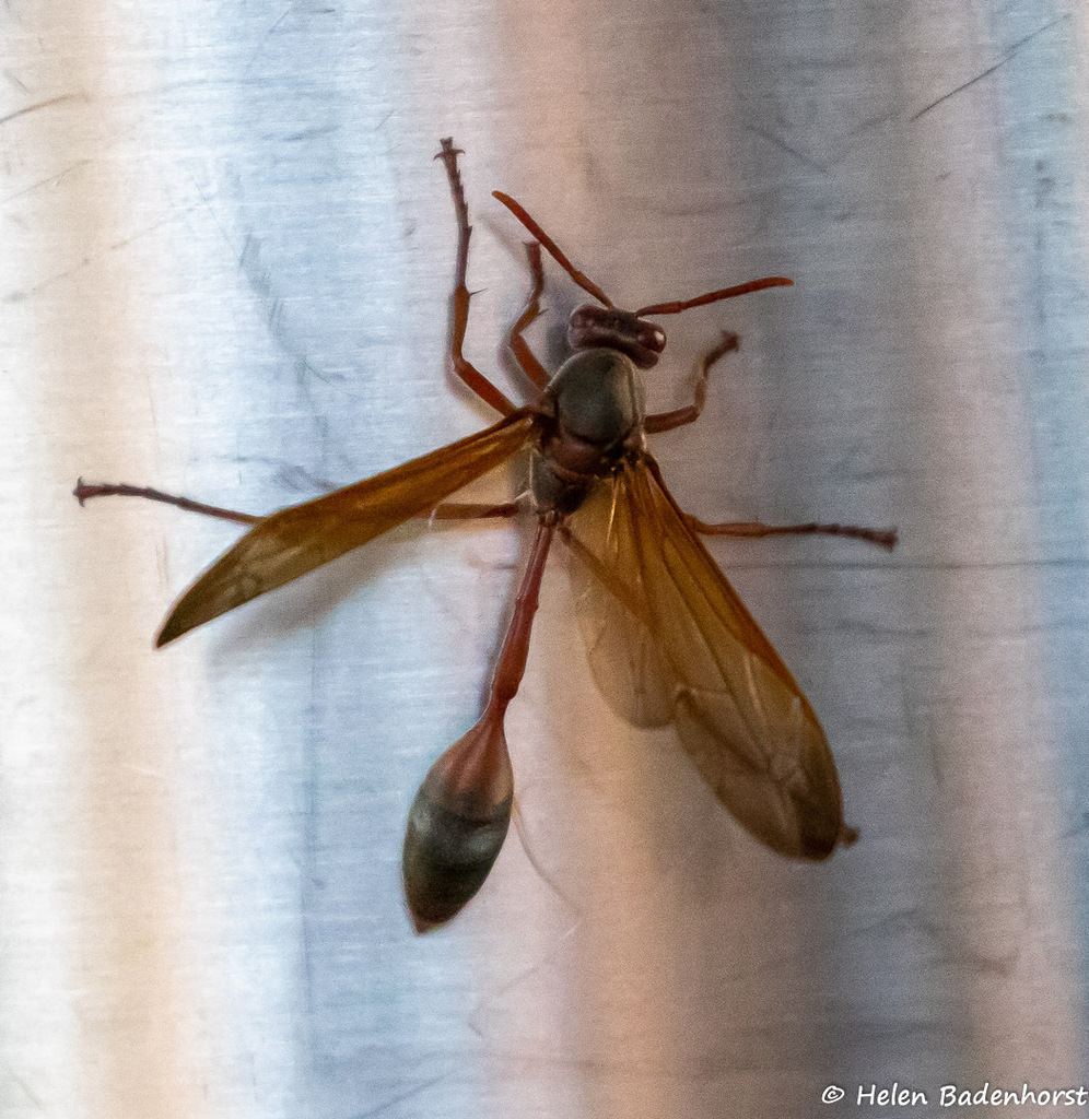 Needle-waisted Paper Wasps from Rustenburg, South Africa on May 5, 2020 ...