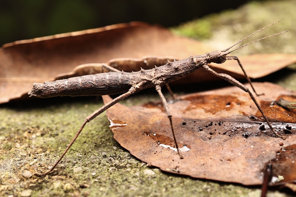 Neohirasea japonica from 中坡山森林公园, 宁波市, 浙江省, CN on October 14, 2023 at ...