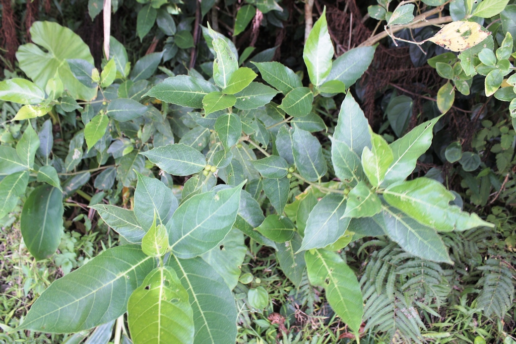 hauli tree from 952台灣台東縣蘭嶼鄉 on July 4, 2013 at 09:48 AM by 胡正恆(Jackson ...