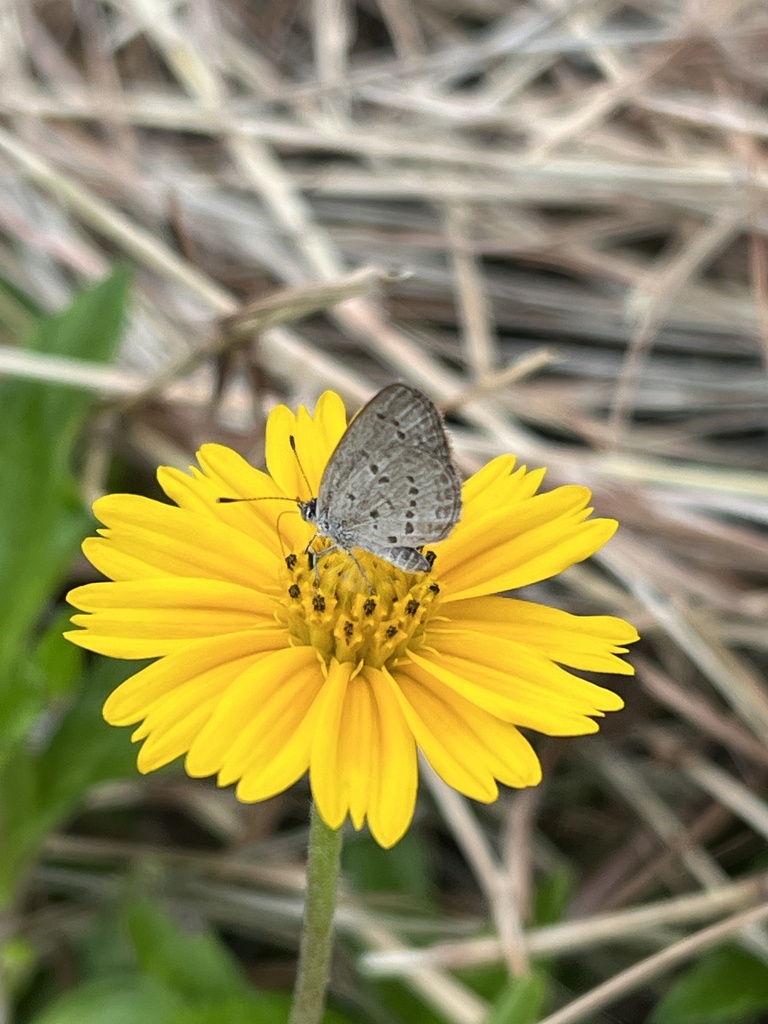 Lesser Grass Blue in October 2023 by Nakatada Wachi · iNaturalist