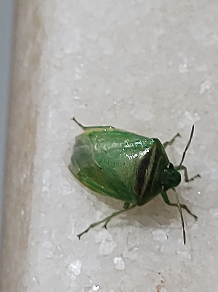 Red-banded Stink Bug from Goiás, GO, 76600-000, Brasil on October 15 ...