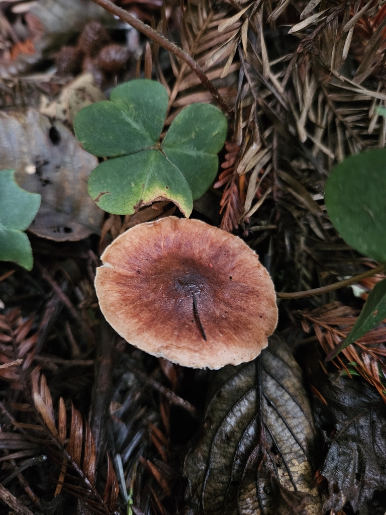 Slimecaps in October 2023 by Mandy Hackney. Reddish brown umbonate cap ...
