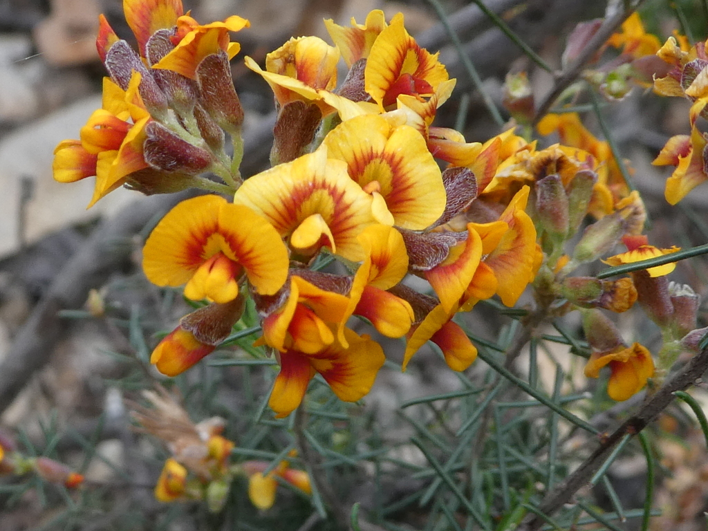 grey parrot pea from Wellsford VIC 3551, Australia on October 12, 2023 ...