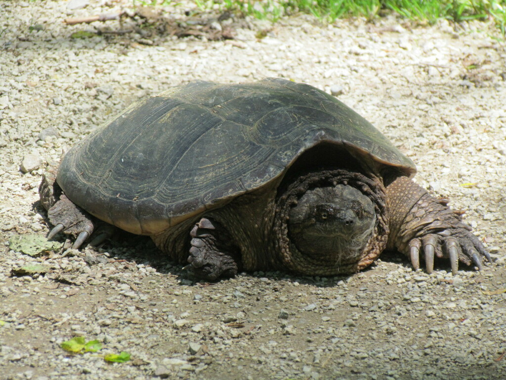 Common Snapping Turtle from Mississauga, ON, Canada on June 7, 2019 at ...
