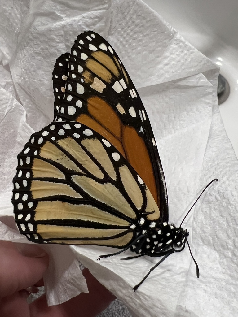 Monarch from UT Health, Athens, TX, US on October 14, 2023 at 09:11 PM ...
