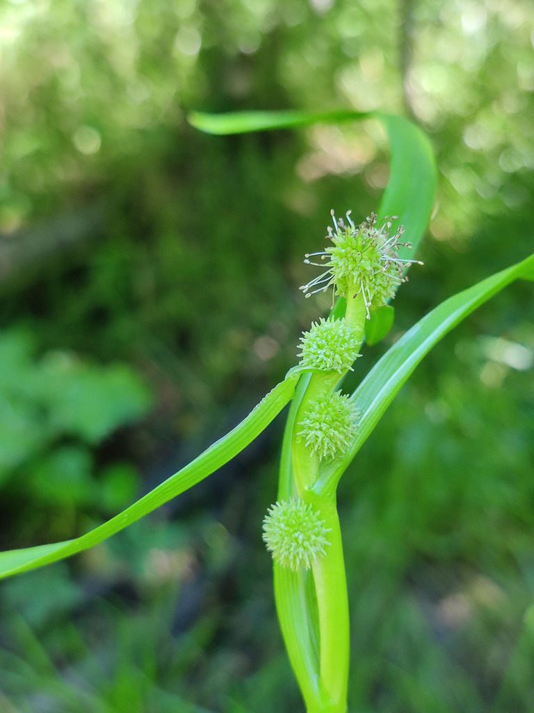 Small Bur-reed from Т3-1 (верховья р. Нинор), Гусь-Хрустальный р-н ...