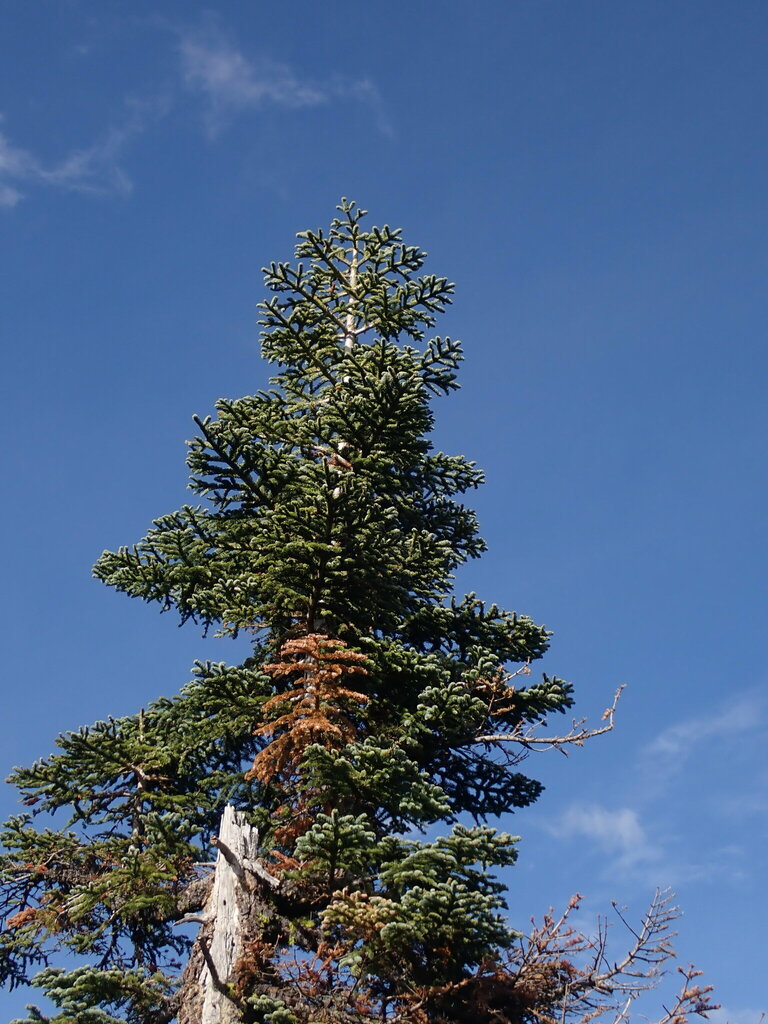 red fir from Siskiyou County, CA, USA on October 14, 2023 at 03:37 PM ...