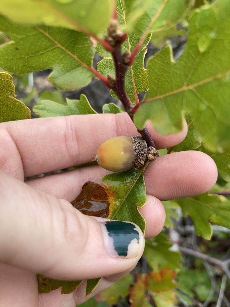 Oregon oak in October 2023 by Hannah. EE46 · iNaturalist