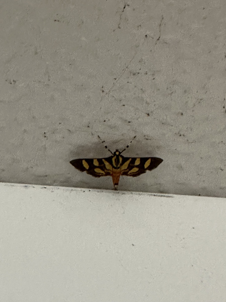 Orange-spotted Flower Moth from Rising Mist Ln, Jacksonville, FL, US on ...