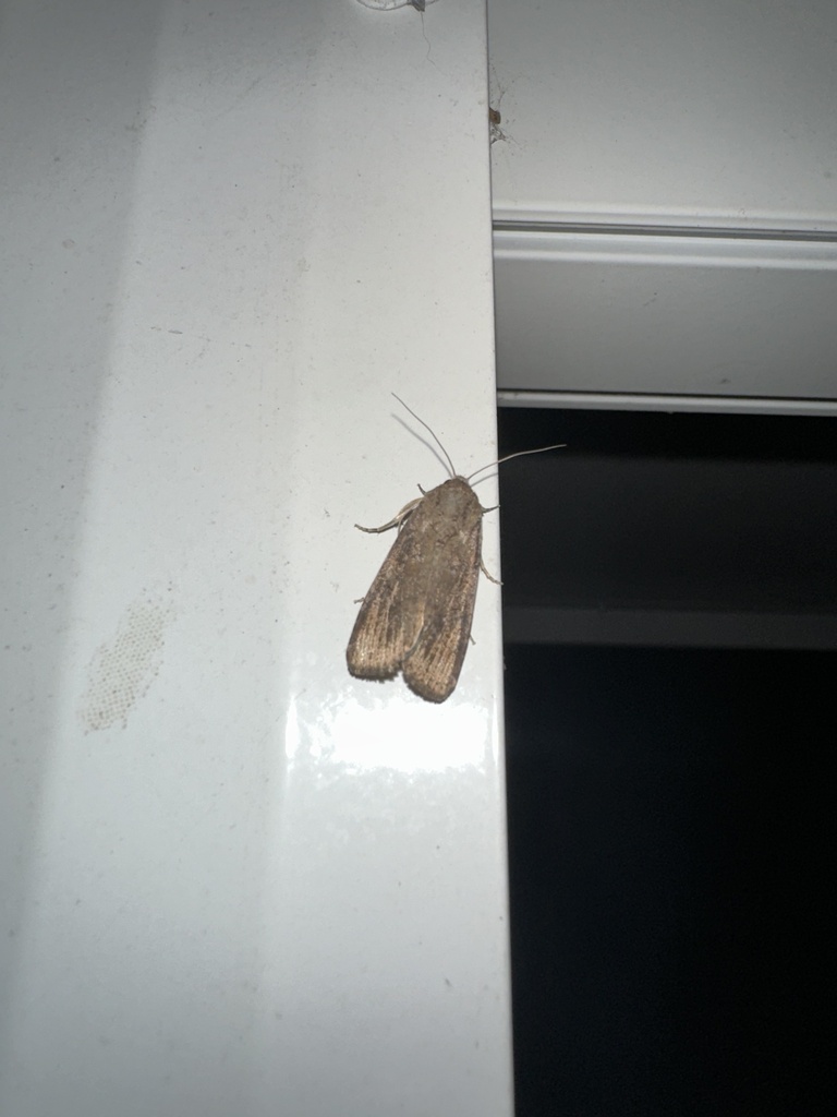 Fall Armyworm Moth from Rising Mist Ln, Jacksonville, FL, US on October ...