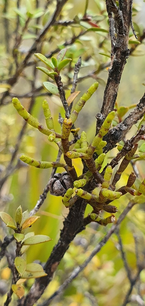 Korthalsella salicornioides in October 2023 by Chris Ecroyd. Common ...