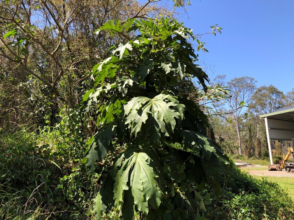 giant devil's-fig from Brisbane QLD, Australia on September 21, 2023 at ...