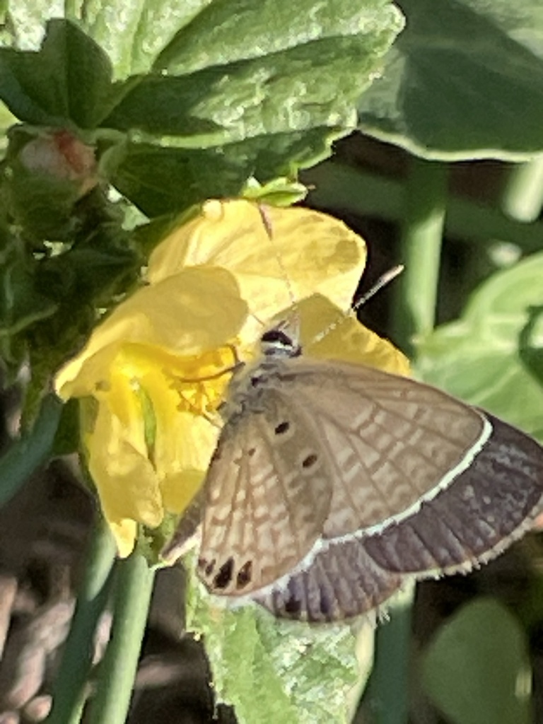 Ceraunus Blue from Stace St, San Antonio, TX, US on October 14, 2023 at ...