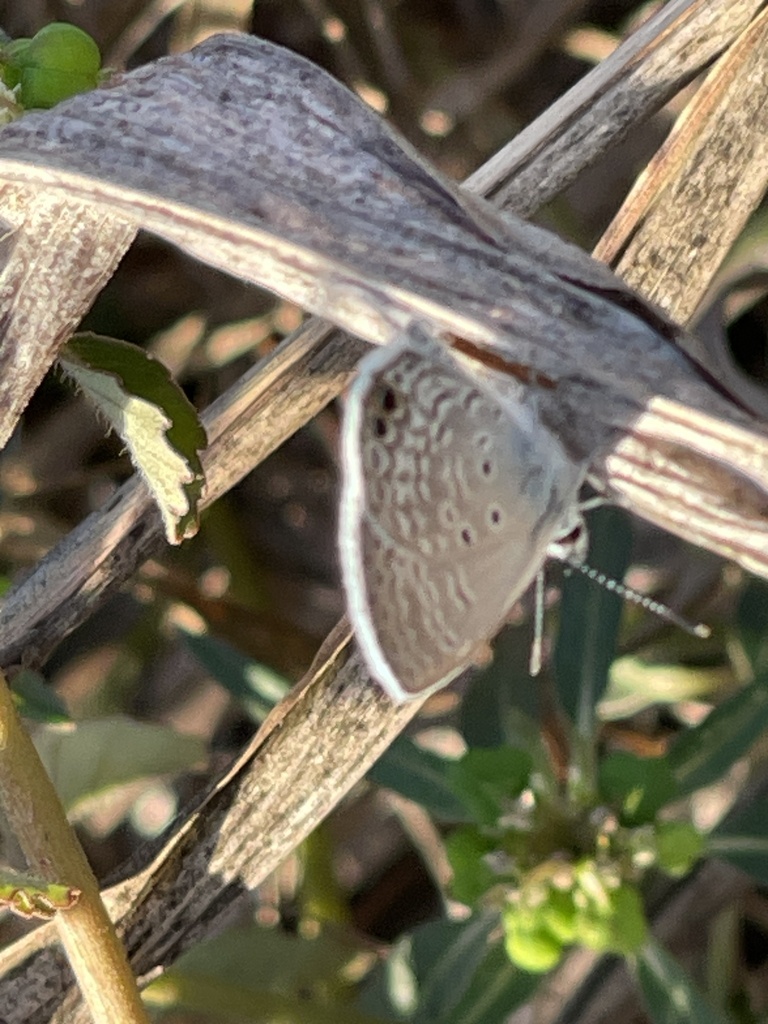 Ceraunus Blue from Stace St, San Antonio, TX, US on October 14, 2023 at ...