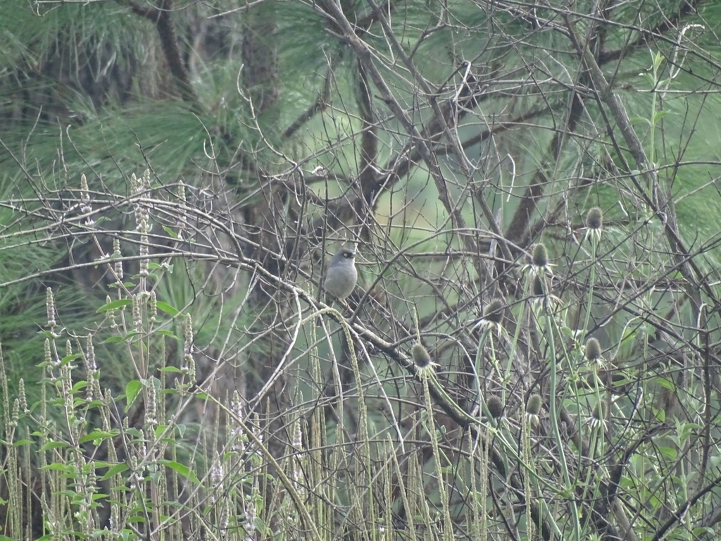 Yellow-eyed Junco in October 2023 by Anayeli Guzmán Enríquez · iNaturalist