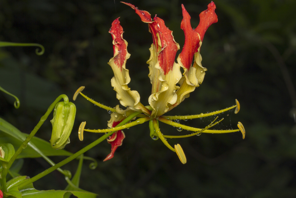 flame lily from Kas Plateau ( Valley Of Flowers ) on September 27, 2023 ...