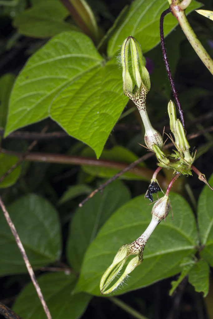 Vinca-Leaved Ceropegia from Kas Plateau ( Valley Of Flowers ) on ...