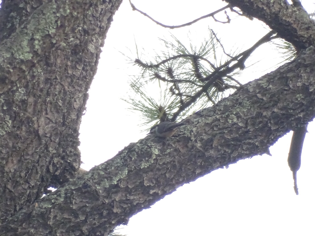 White-breasted Nuthatch in October 2023 by Anayeli Guzmán Enríquez ...