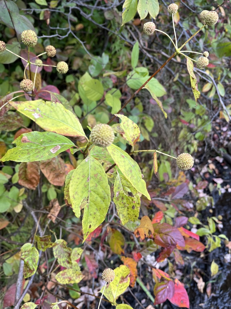 buttonbush from Hammond Pond Reservation, Newton, MA, US on October 14 ...