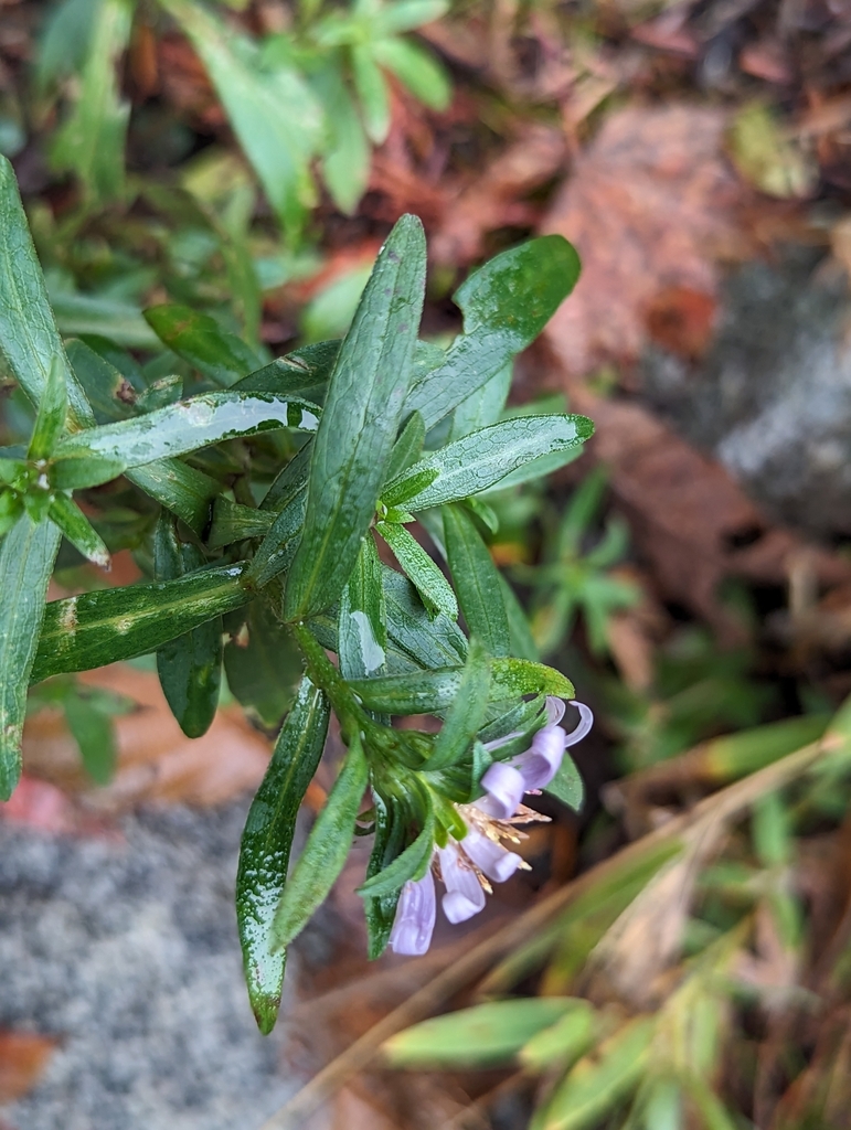 asters and allies from Baring, WA 98224, USA on October 14, 2023 at 03: ...