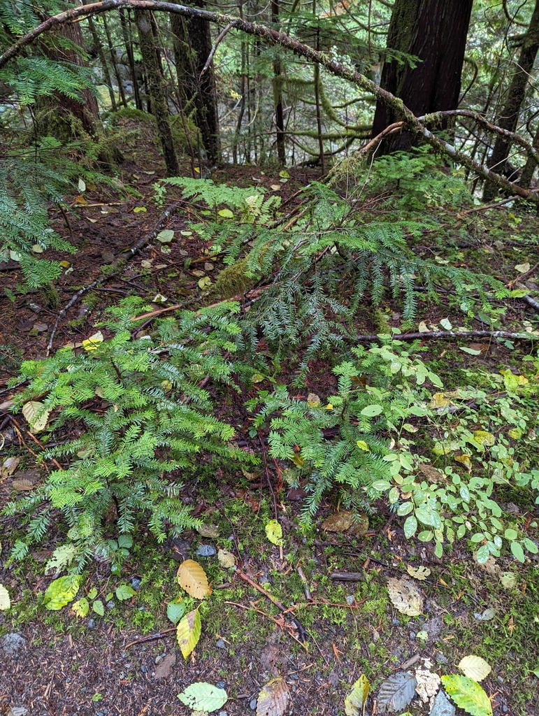 Pacific silver fir from Baring, WA 98224, USA on October 14, 2023 at 02 ...