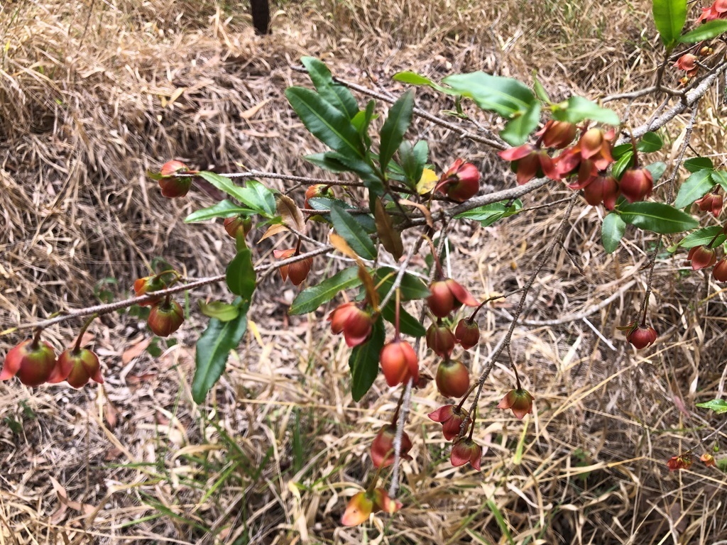 Small-leaved plane from Brisbane QLD, Australia on September 22, 2023 ...