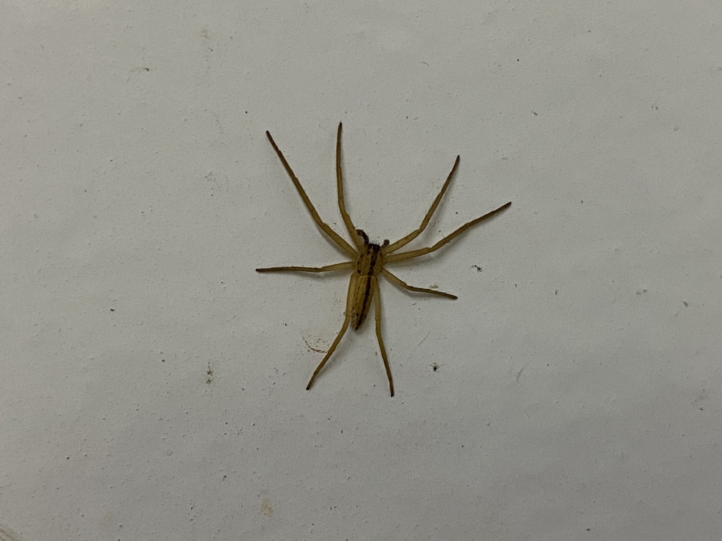 Slender Crab Spiders from Mutshatsha, CD on October 15, 2023 at 06:52 ...