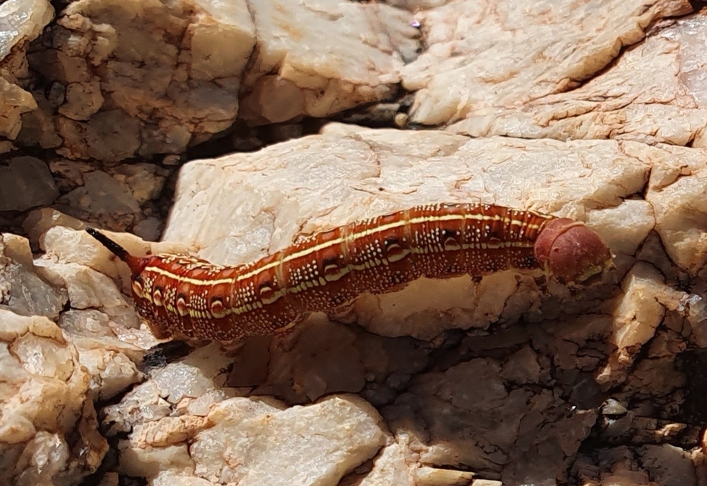 Australian Striped Hawk Moth from Desert Springs NT 0870, Australia on ...