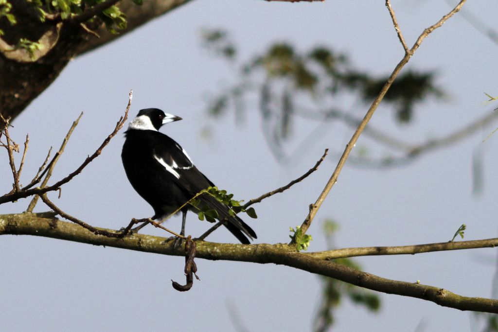 Australian Magpie from Cakaudrove, Fiji on September 23, 2023 at 09:40 ...