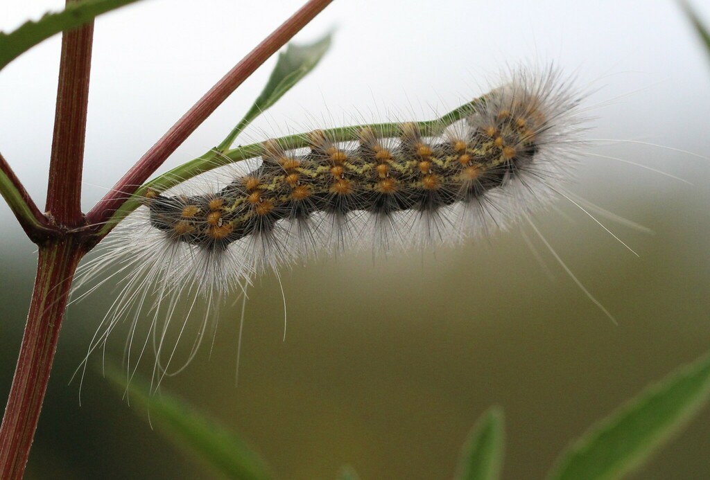 Fall Webworm Moth from Longview, TX, USA on October 13, 2023 at 12:44 ...