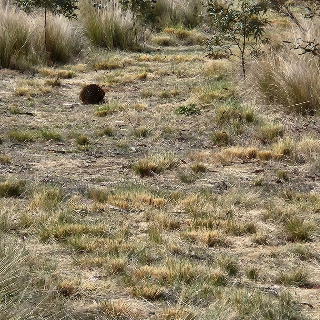 Eastern Short-beaked Echidna from badja nsw on October 15, 2023 by ...