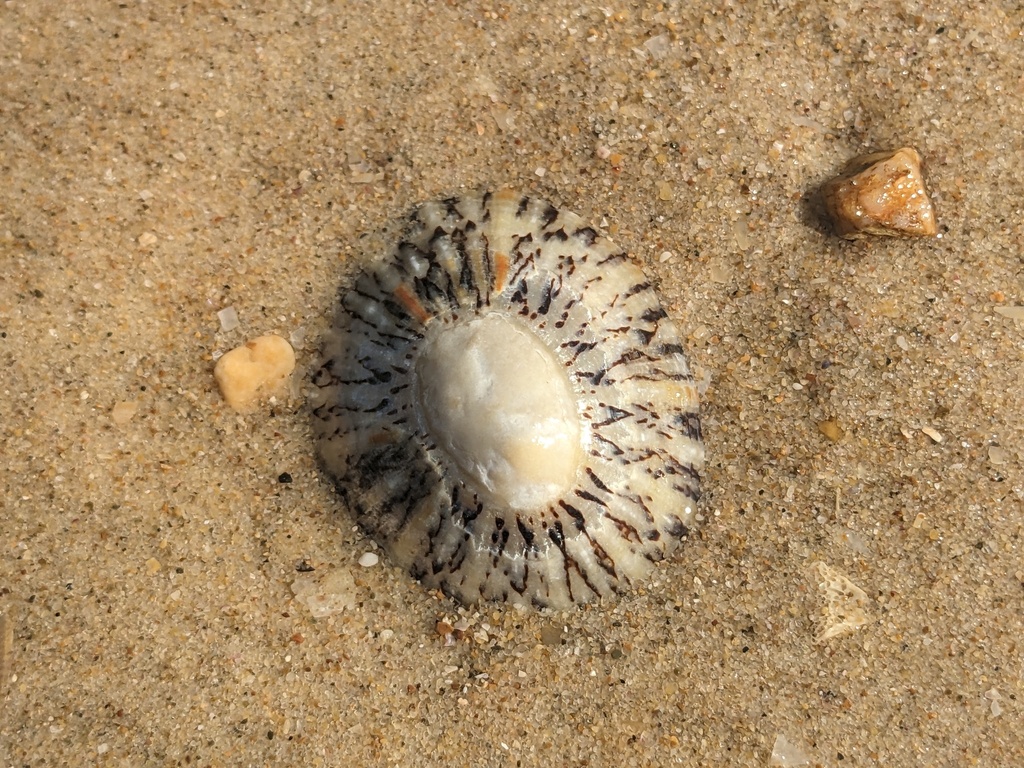 Variegated limpet from Nambucca, NSW, Australia on October 15, 2023 at ...