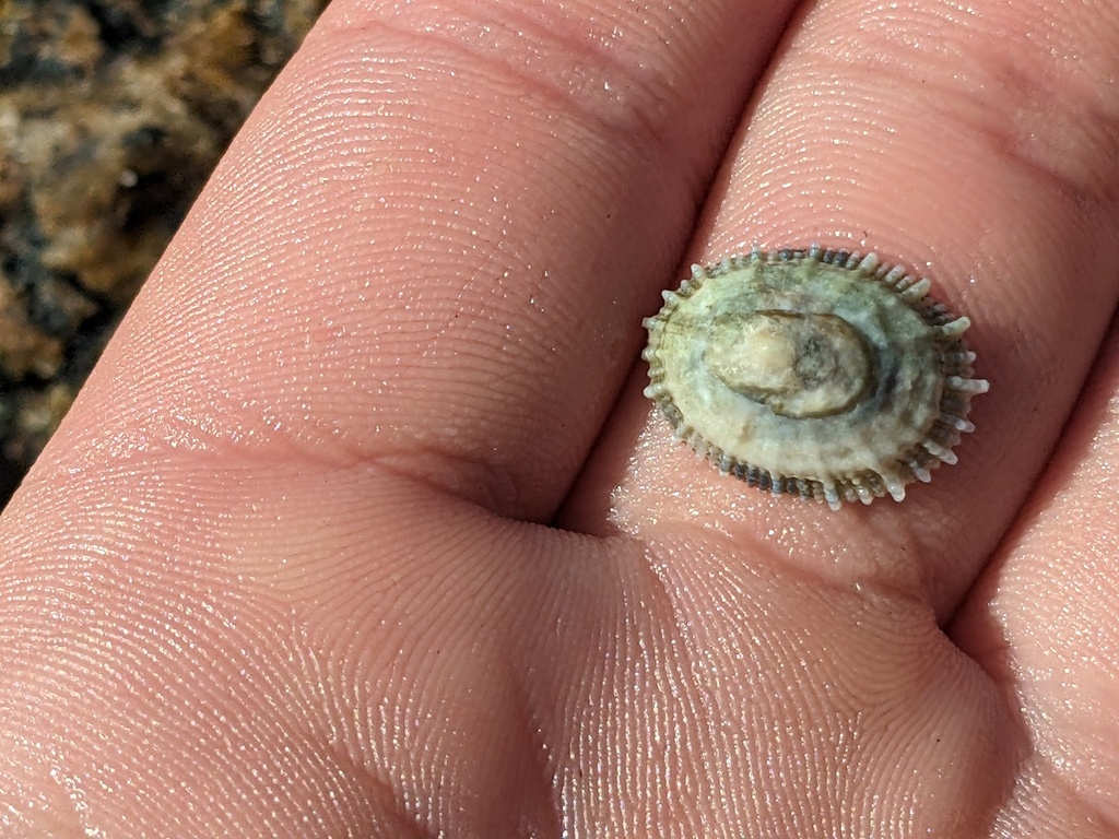 Cap-shaped False Limpet from Nambucca, New South Wales, Australia on ...