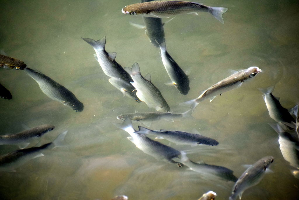 Sea Mullet from Dwarka, Gujarat, India on October 2, 2023 at 09:18 AM ...