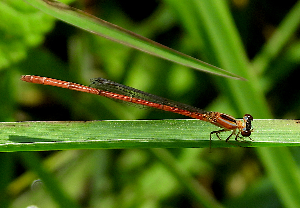 Red-tipped Shadefly from Dam, Bunyaville Conservation Park, Brisbane ...