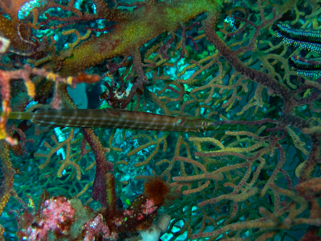 Pacific Trumpetfish from Alor Regency, East Nusa Tenggara, Indonesia on ...