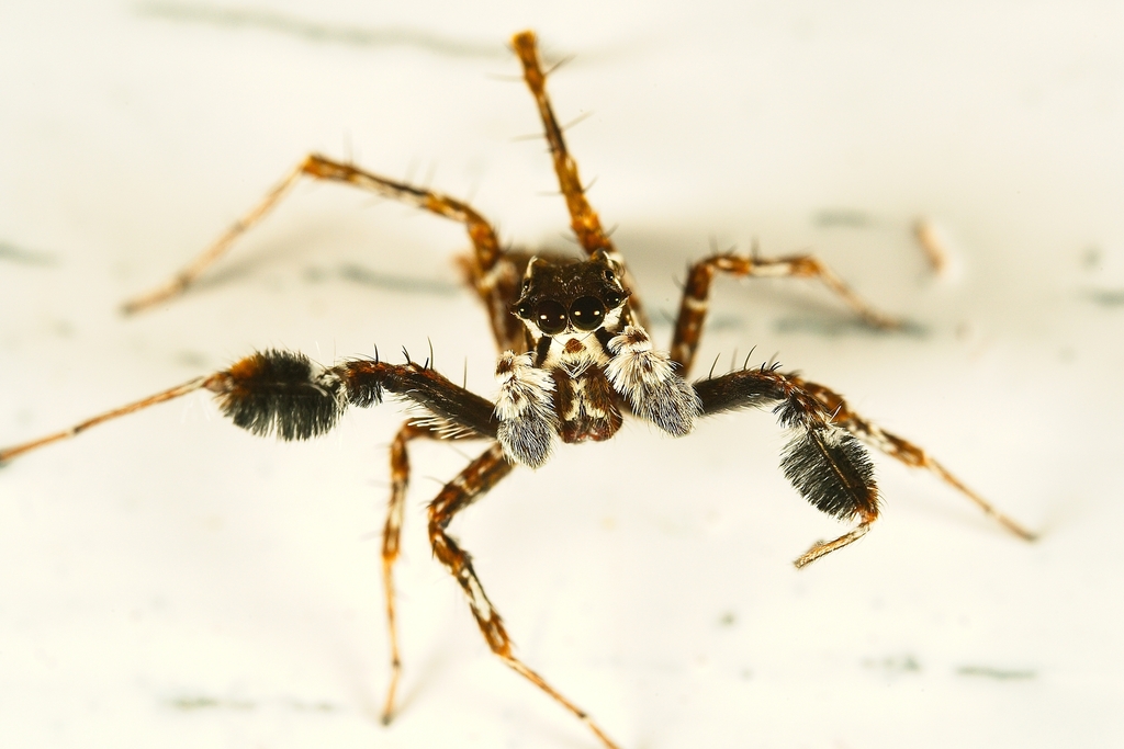 Dandy Spiders in June 2023 by colonel_sm_sundaram. Spider Hunters ...