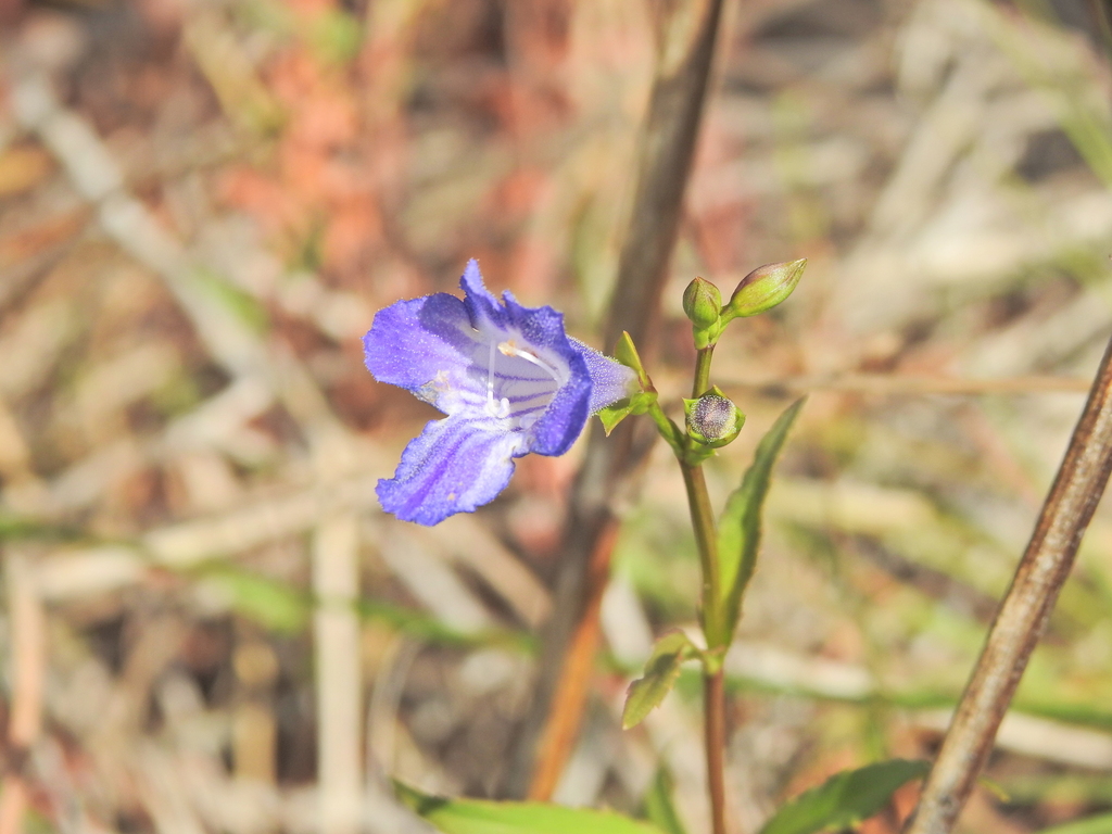 koala bells from Talegalla Weir QLD 4650, Australia on October 15, 2023 ...
