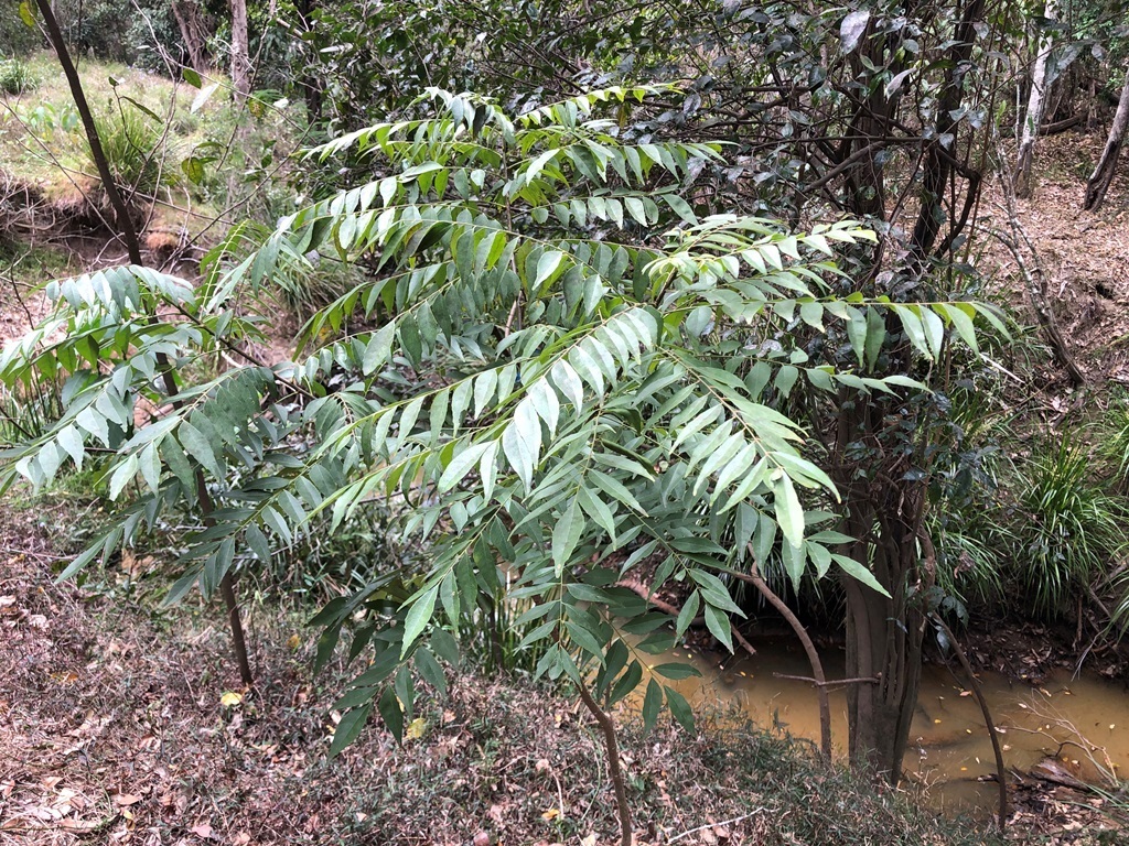 Curry Tree from Brisbane QLD, Australia on September 22, 2023 at 10:17 ...