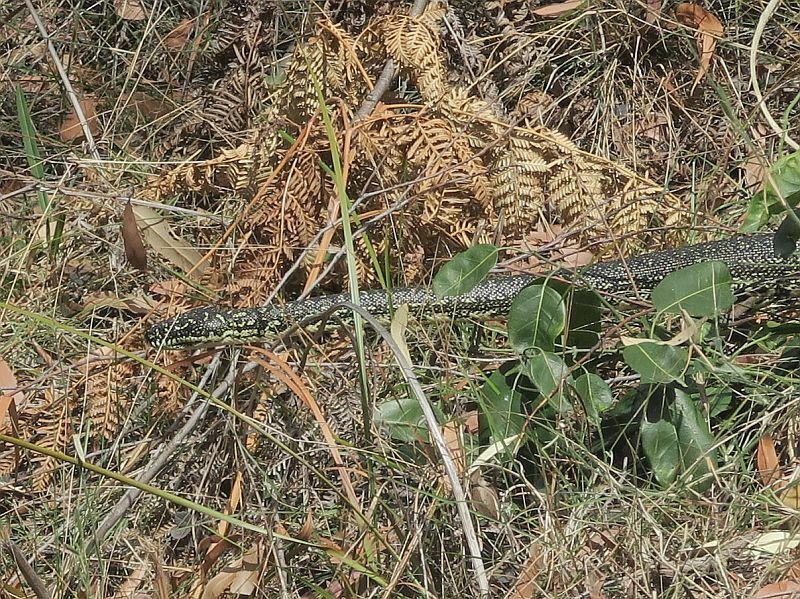 Diamond Python from Eden NSW 2551, Australia on October 15, 2023 at 11: ...