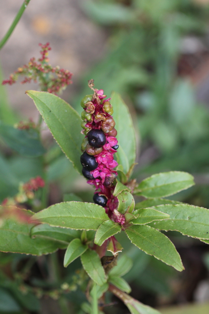 Inkweed from Everton Upper VIC 3678, Australia on October 8, 2023 at 10 ...