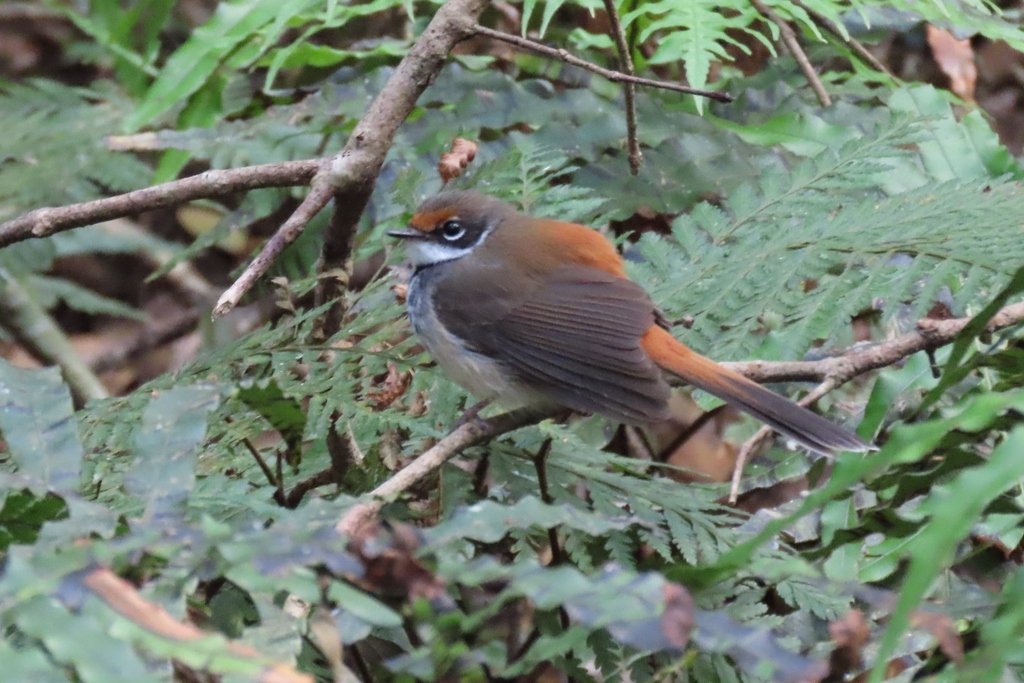 Rufous Fantail from Python Rock Track O'Reilly QLD 4275, Australia on ...