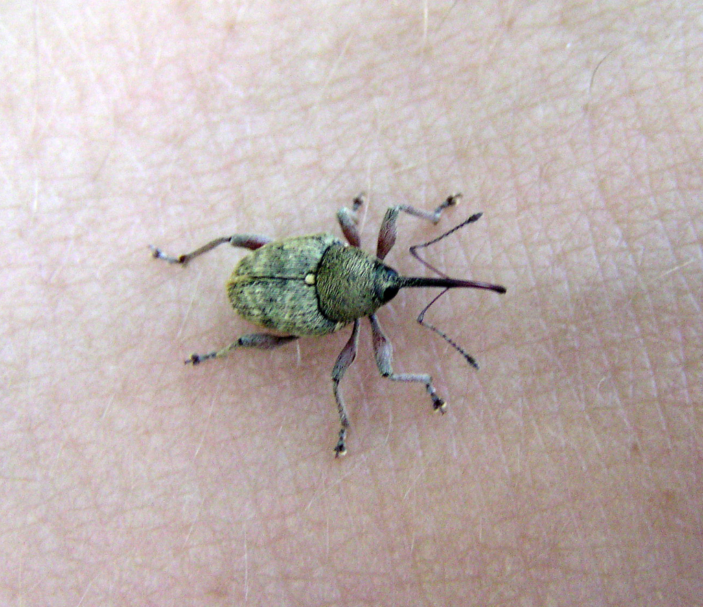 Nut Weevil from Mytishchinskiy rayon, RU-MS, RU on June 19, 2005 by ...